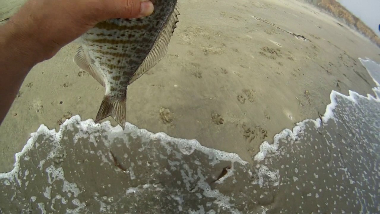 Barred Perch Giving Live Birth! - YouTube