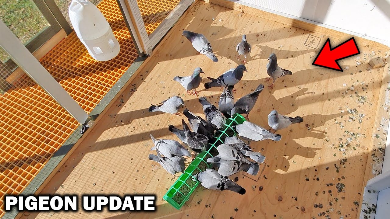 Pigeon Update In NEW LOFT - YouTube