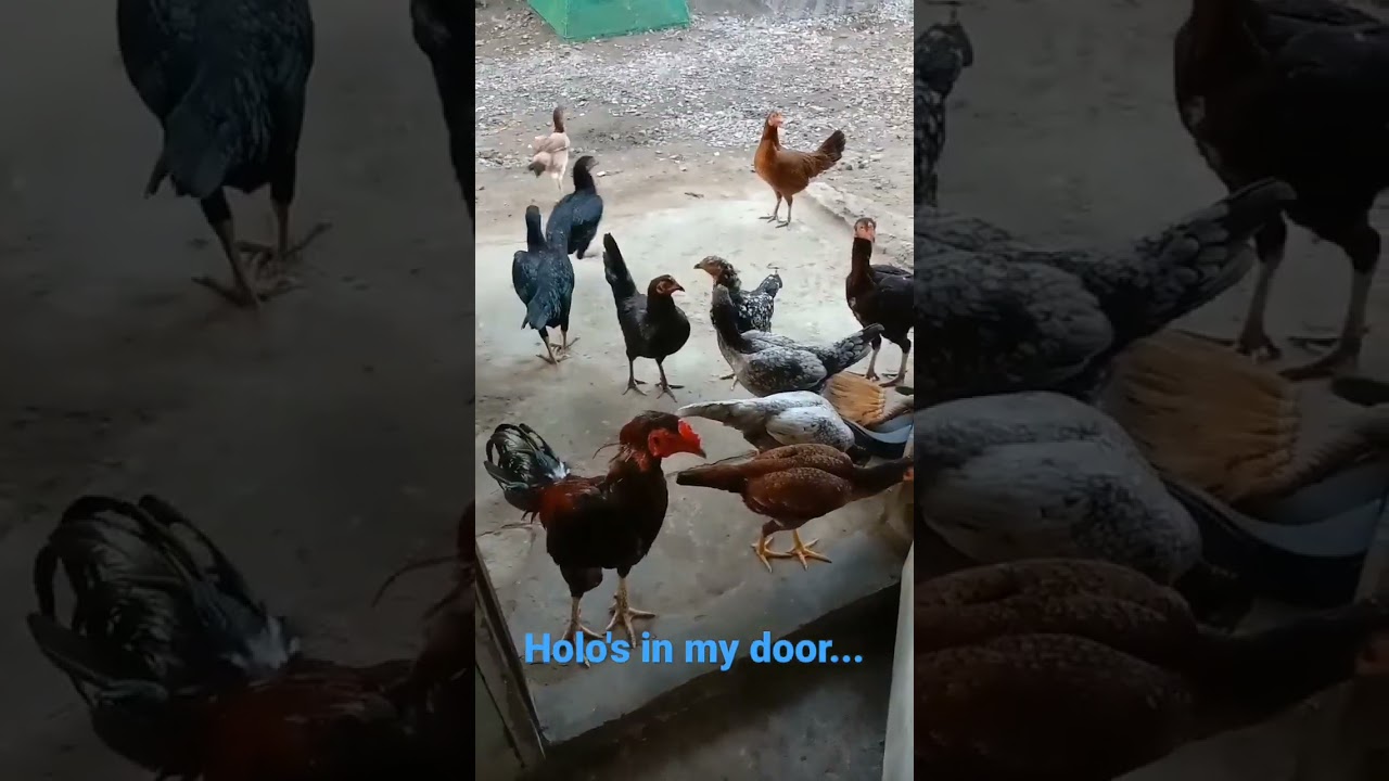 Feeding my Holo chickens.. - YouTube