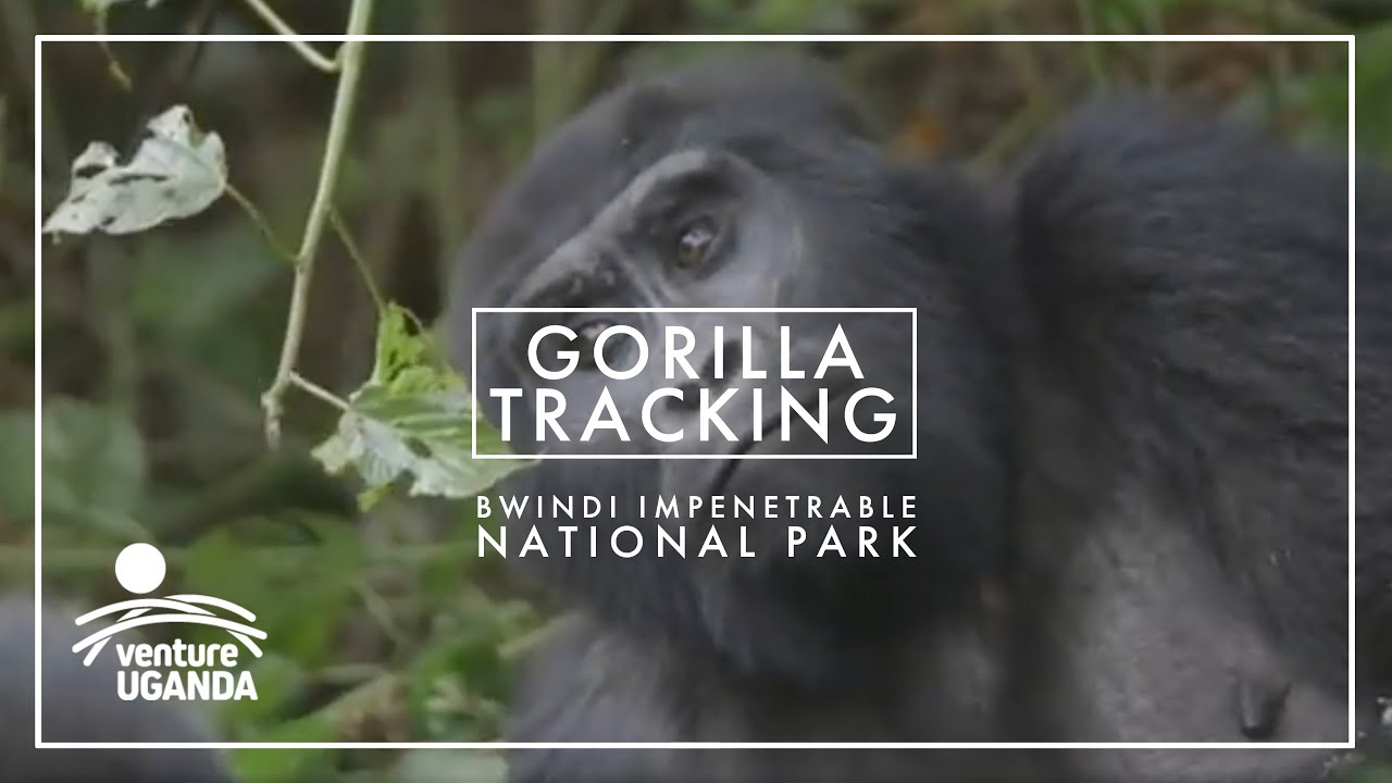 Gorilla Tracking in Bwindi Impenetrable National Park - YouTube
