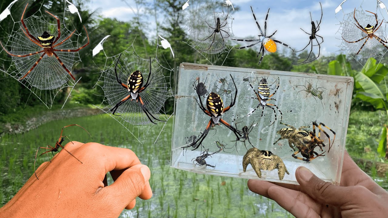 Hunting Top Jumping Spiders, Golden Red Spiders, Weaver, Strawberry ...