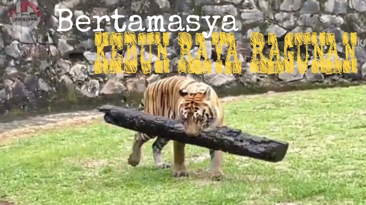 MURAH MERIAH !!! Wisata Ke Kebun Raya Ragunan Zoo | JAKARTA SELATAN ...