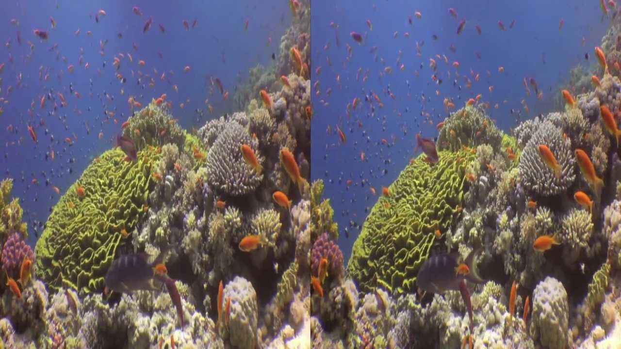 Underwater Stereoscopic 3D Demo (Red Sea) - YouTube