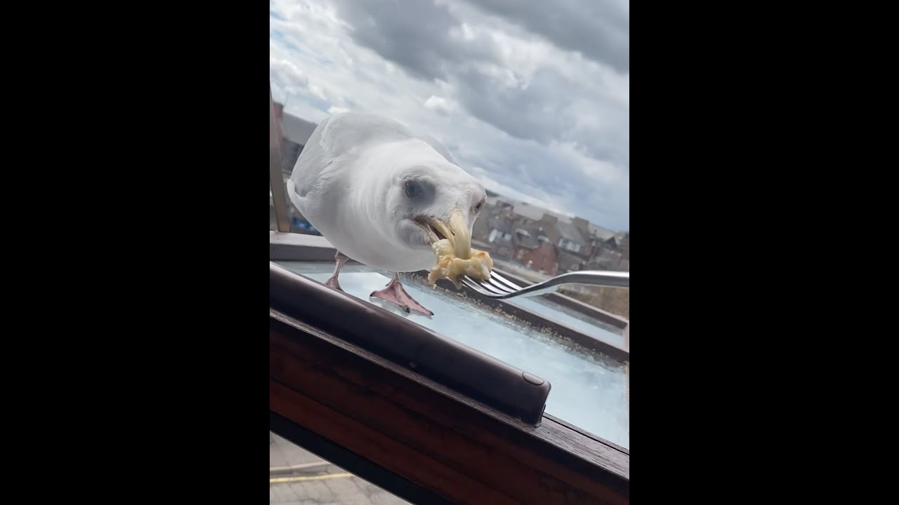 day 48 of feeding my pet seagull to gain his trust - YouTube