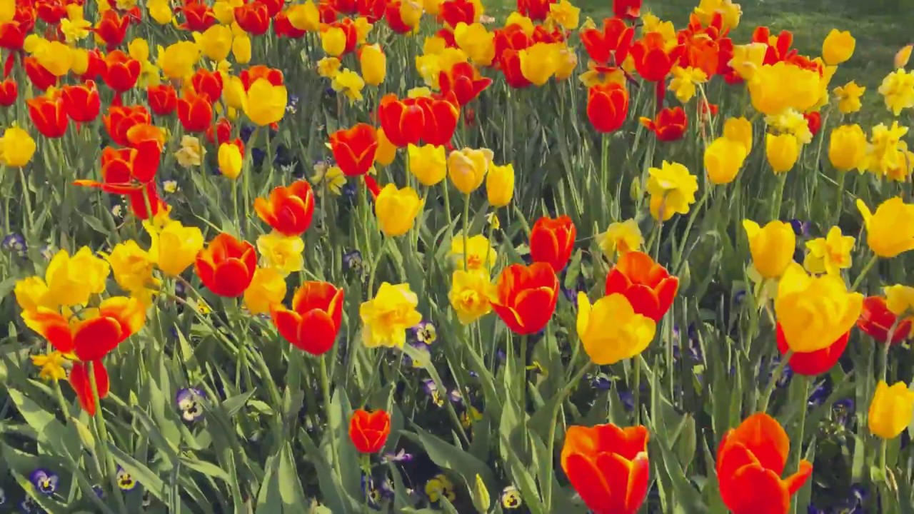 Song of beautiful flowers and healing(아름다운 꽃들의 노래) - YouTube