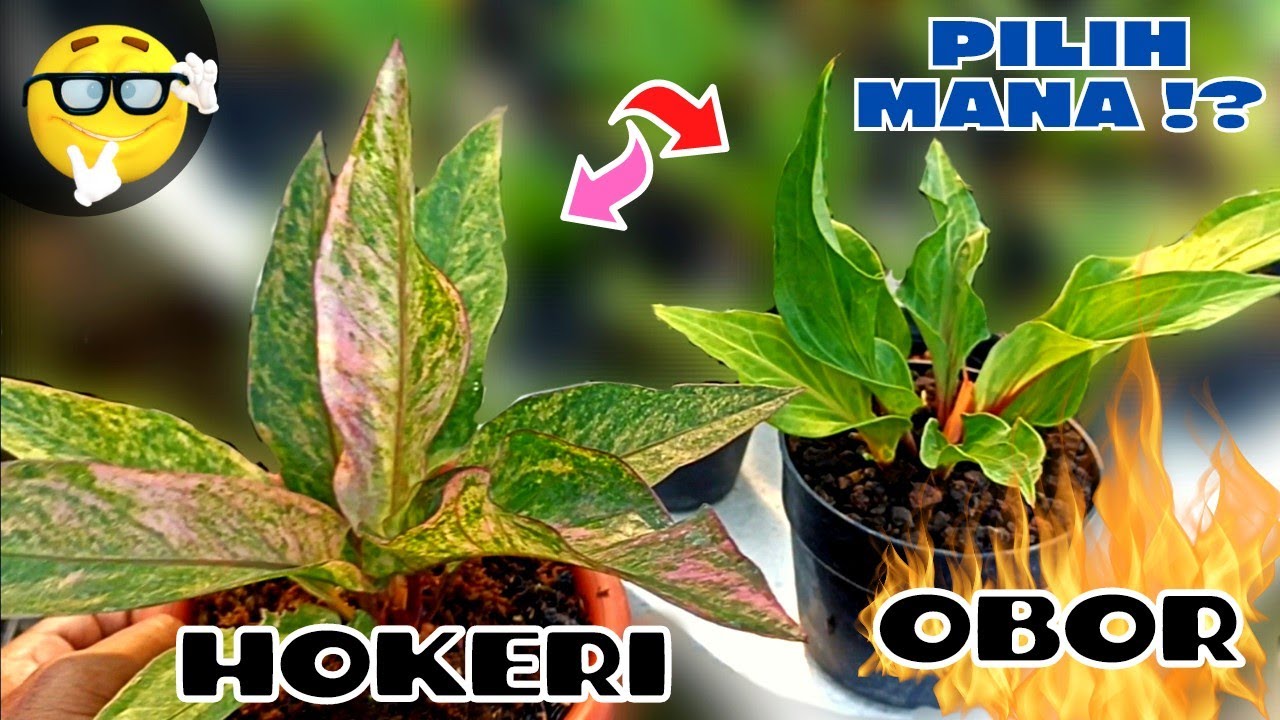 ANTHURIUM MERAH..!! | OBOR MERAH dan HOKERI PINK - YouTube