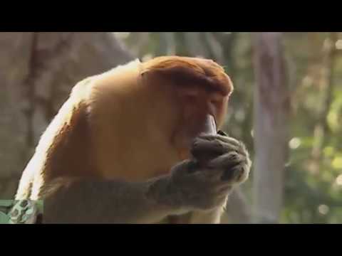 Małpa polak/Janusz pije piwko i zajada się pyszną kiełbaską(KIEDYŚ TO ...