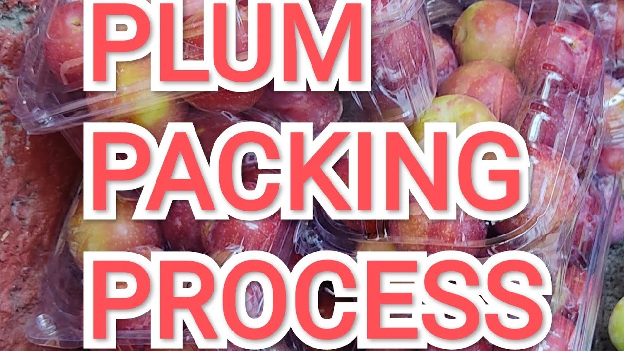 Plum packing process - YouTube