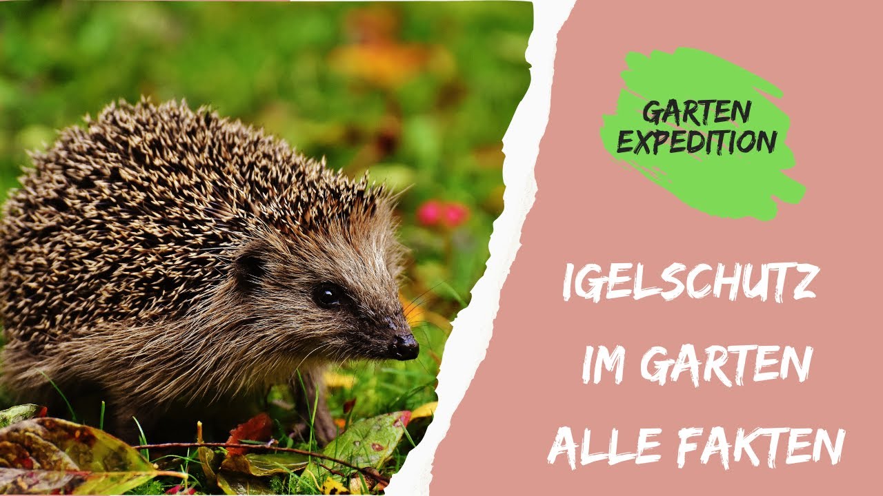 Rettet die Igel! So wird dein Garten zum Igel-Paradies ...