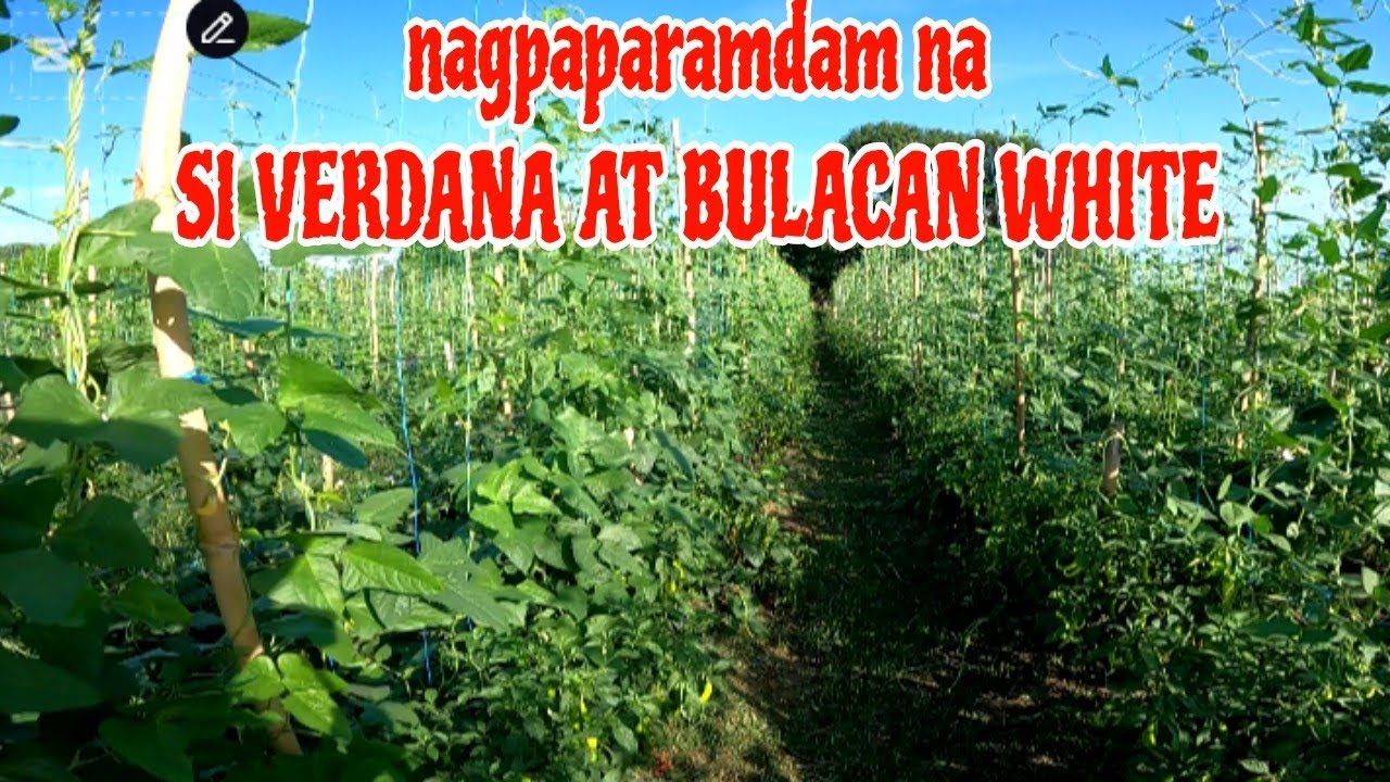 PATUBIG AT PATABA SA AMPALAYA AT SITAW, - YouTube