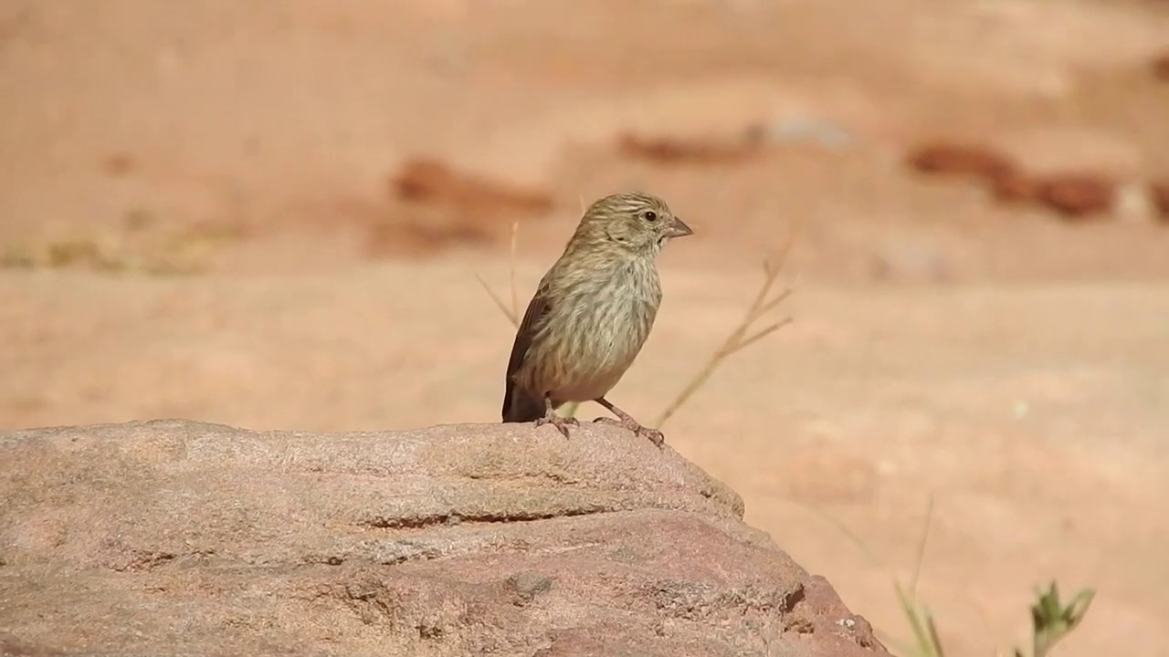 Birds of Saudi Arabia: Yemen Serin calling - YouTube