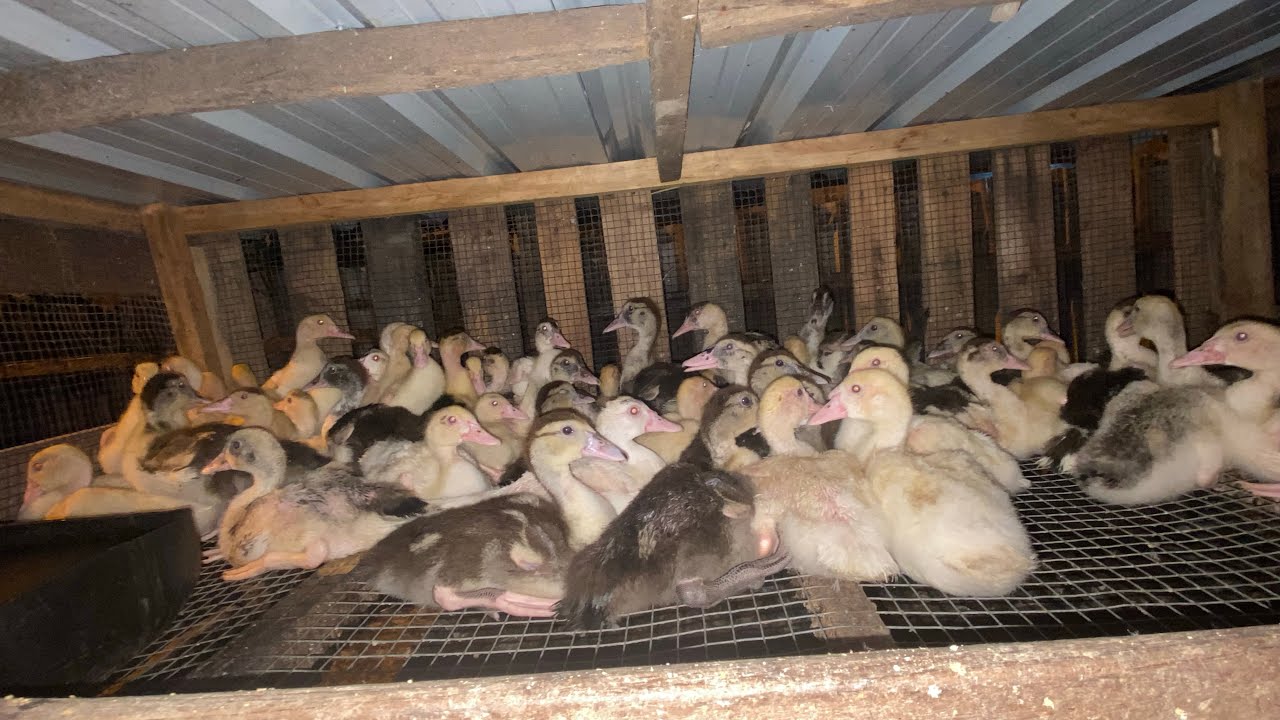 Duck farming in Ghana. Ducklings management Practices - YouTube
