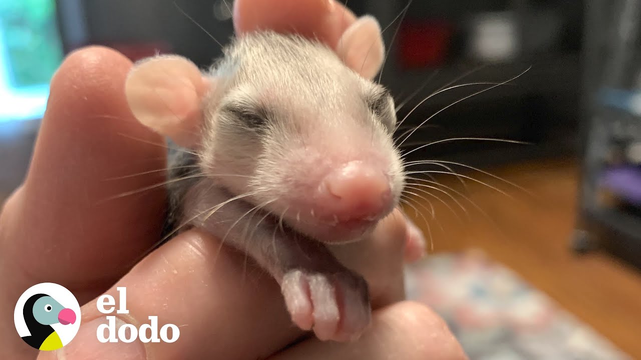 Zarigüeyas bebés son rescatadas y las ayudan a crecer | El Dodo - YouTube