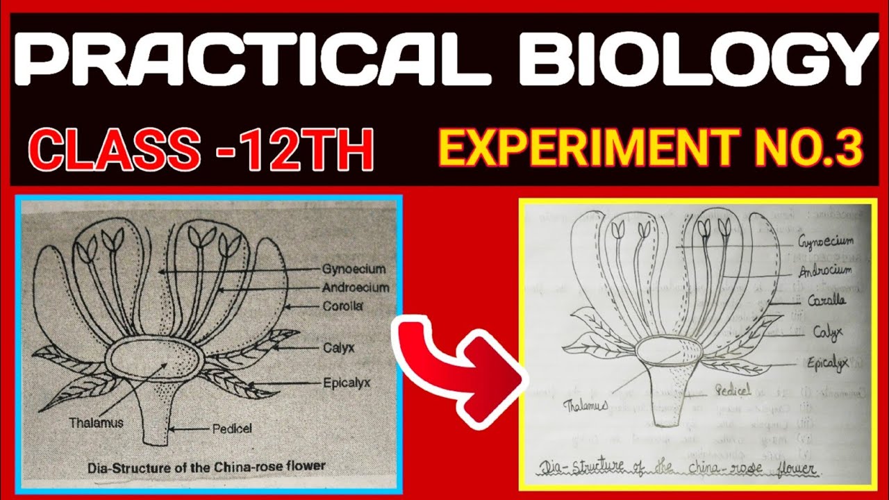 Structure of china rose flower | how to draw a flower easily | class 12 ...