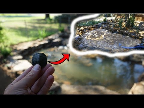 MICRO TURTLE Made It's Way Into My POND?! - YouTube