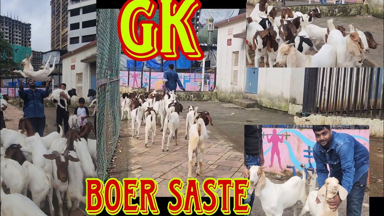 Season Ka Pehla Bada Boer Lot Aagaya | GK Goat Farm | 15000 Se Boer ...