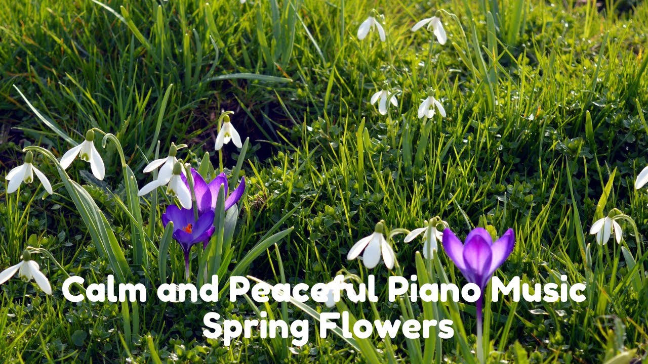 Calm and Peaceful Piano Music - Spring Flowers - YouTube
