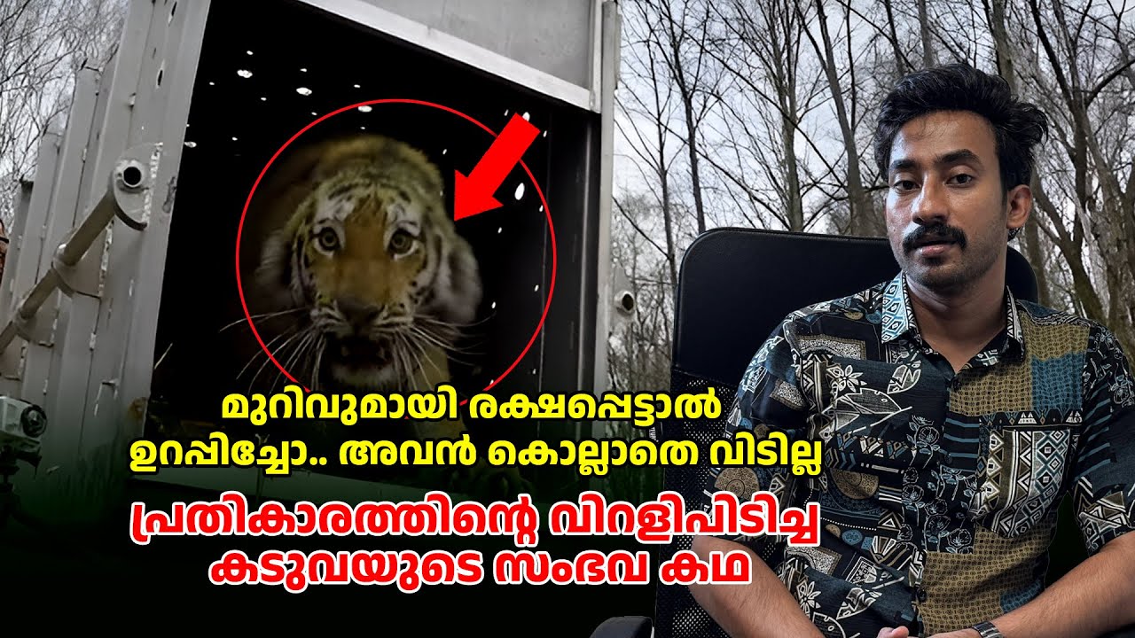 മനുഷ്യരെ തിരഞ്ഞുപിടിച്ചു കൊന്ന പ്രതികാരം 🤯|VENGEANCE OF AMUR TIGER ...