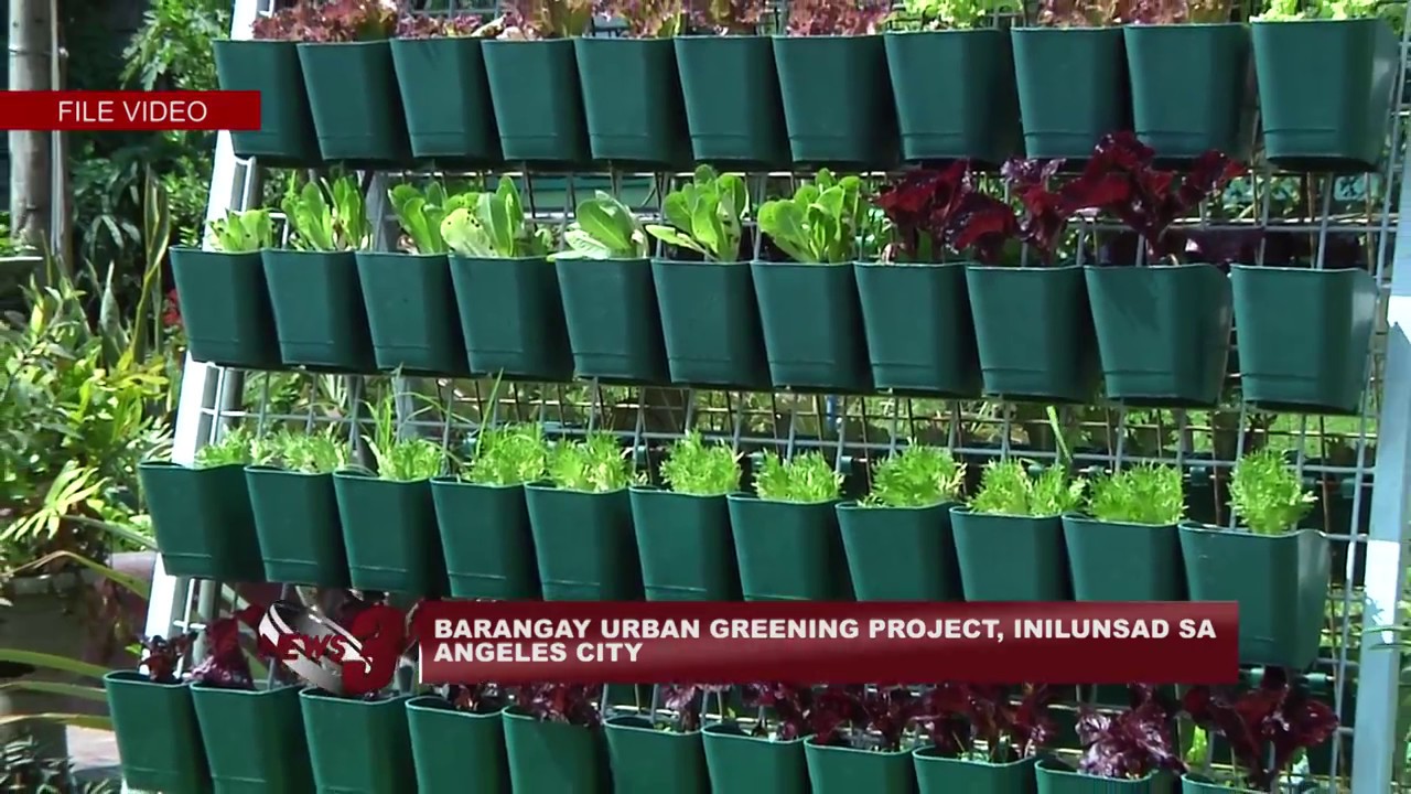BARANGAY URBAN GREENING PROJECT, INILUNSAD SA ANGELES CITY - YouTube