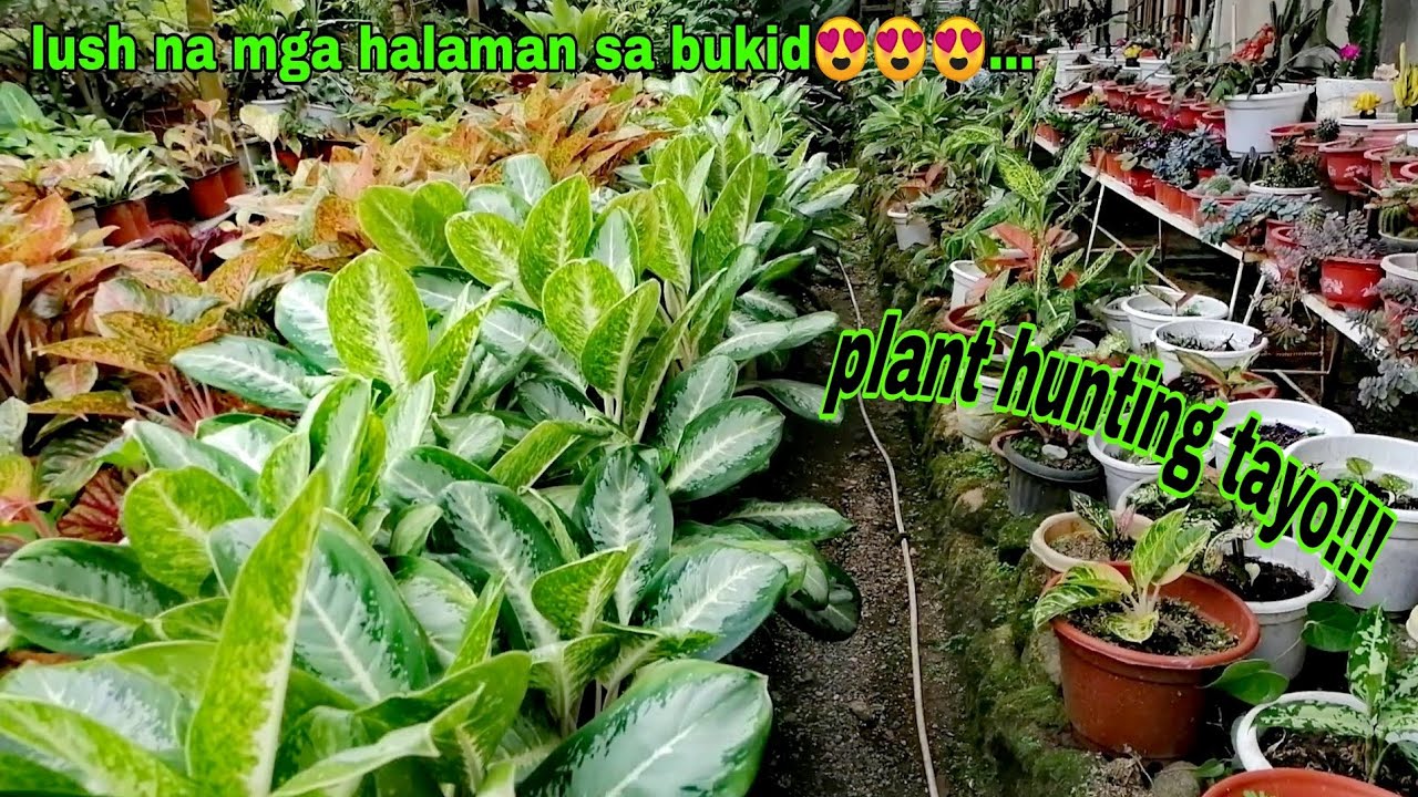 Plant hunting sa bukid ang gaganda at lush ng mga Aglaonema plants😍😍😍 ...