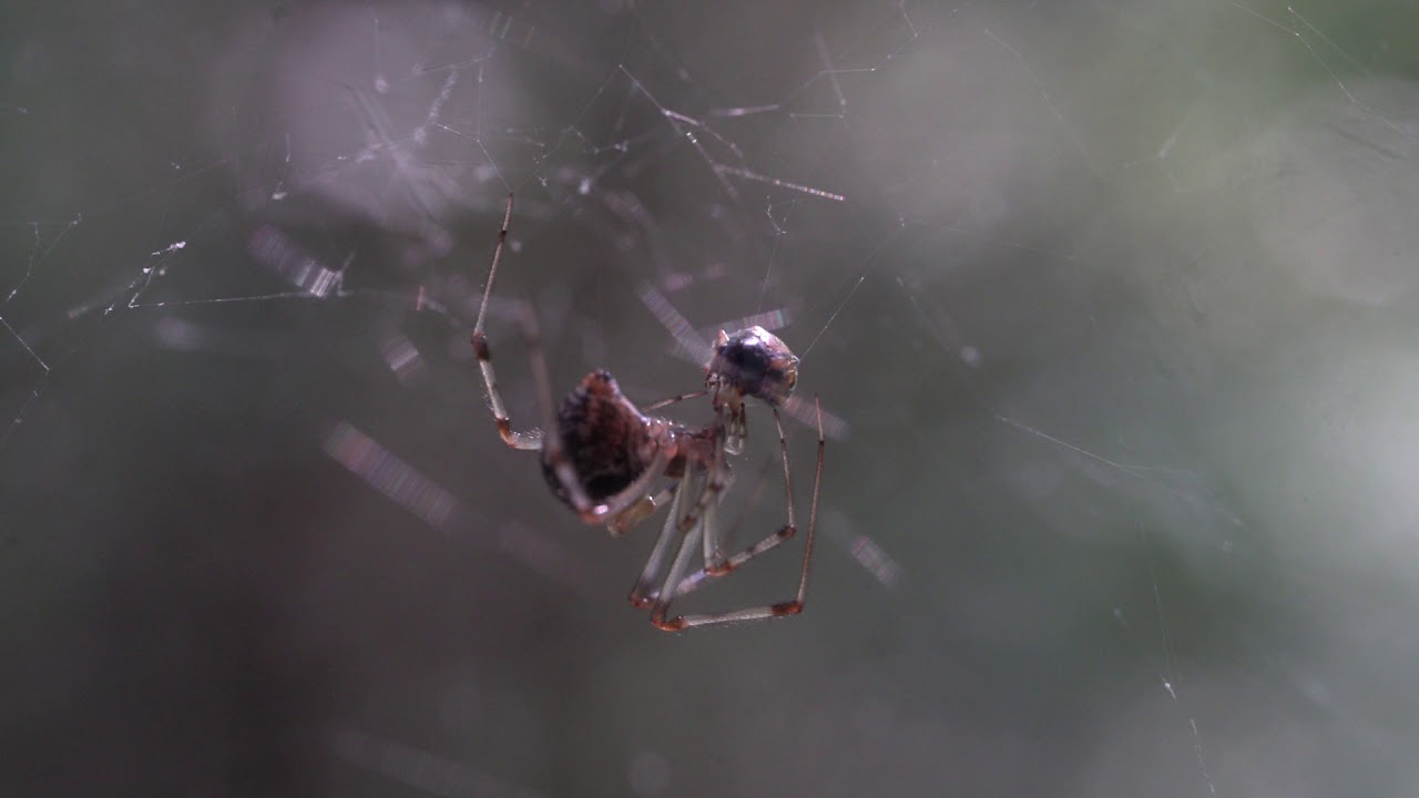 Beetle in Spider's web - YouTube