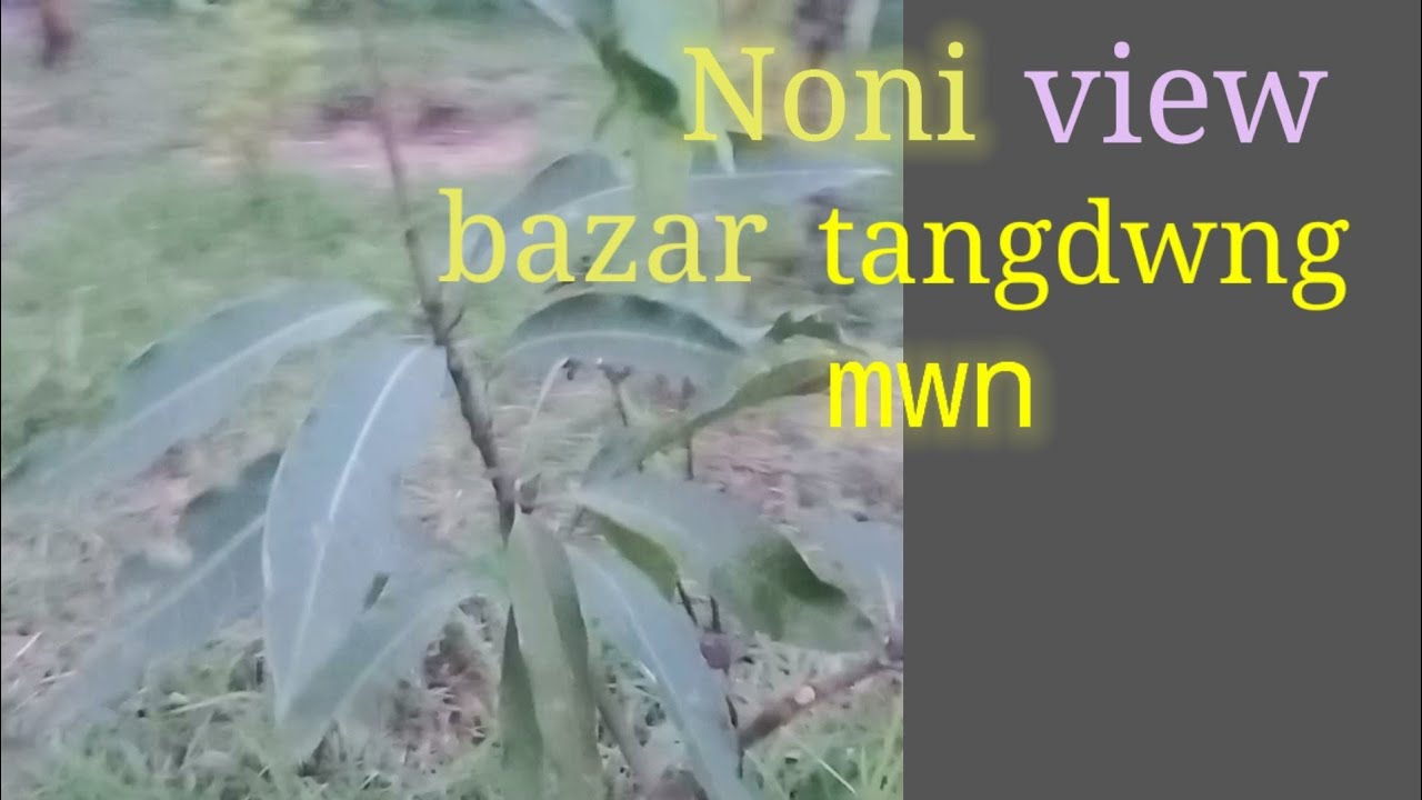 Noni🏠 view|| chandrapara bazar tangdwng mwn| - YouTube