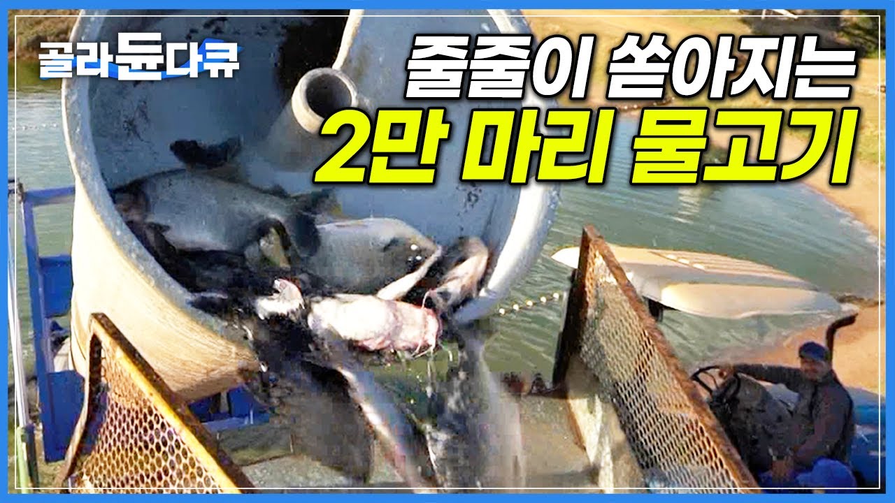 물고기를 잡는 가장 쉬운 방법 기다리기만 하면 알아서 줄줄이 쏟아지는 2만 마리 물고기│브라질 초대형 양식장│세계테마기행