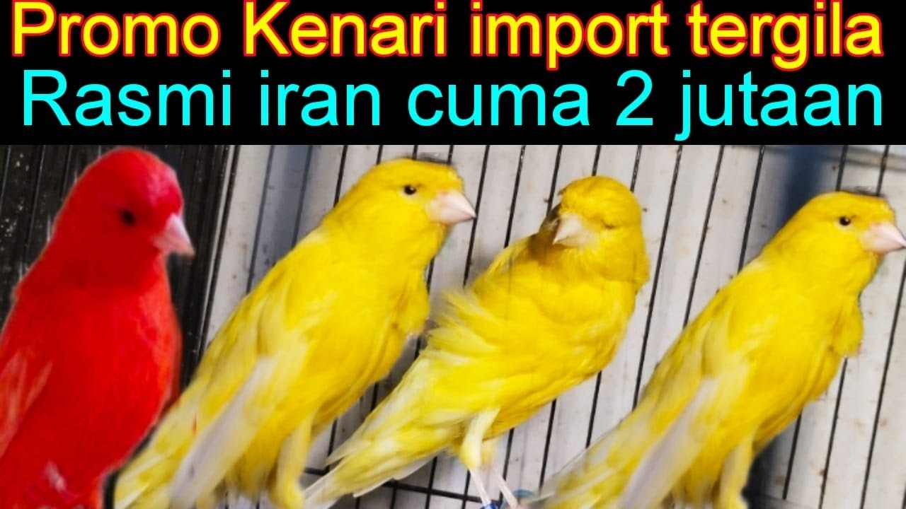 PROMO KENARI IMPORT TERGILA KENARI RASMI IRAN CUMA 2 JUTAAN DI PASAR ...