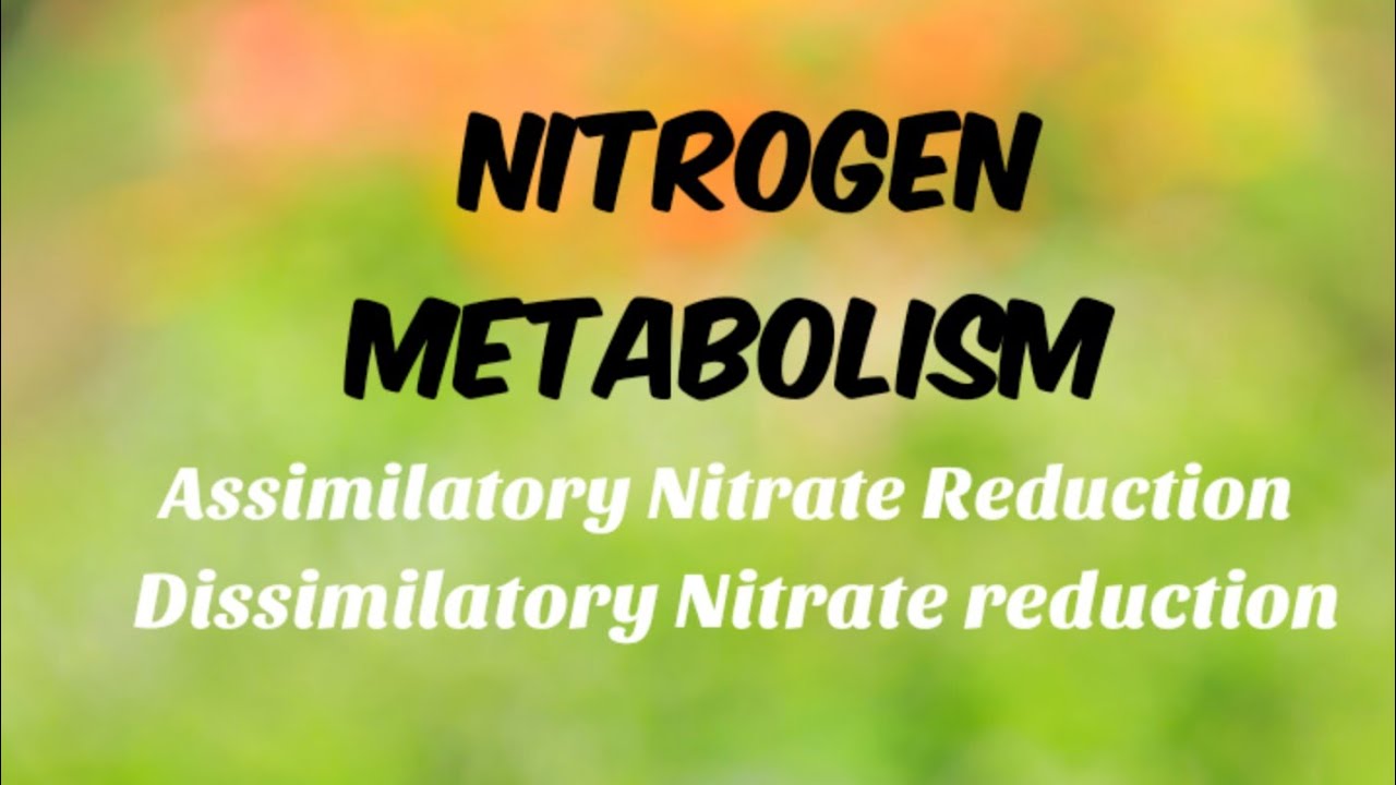 Assimilatory and dissimilatory nitrate reduction | Nitrogen metabolism ...