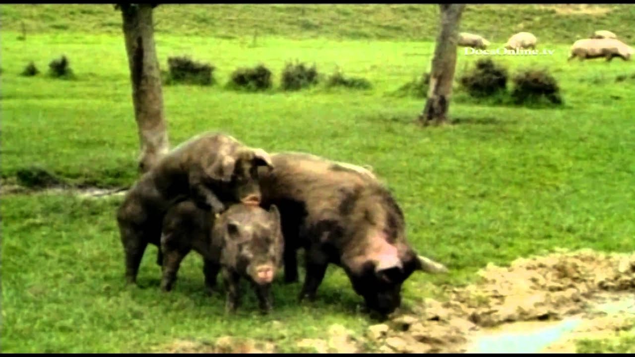 Odd Footage - Mating hogs - YouTube