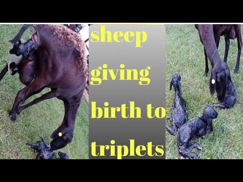 Sheep giving birth to triplets | triplets giving birth sheep #sheep# ...