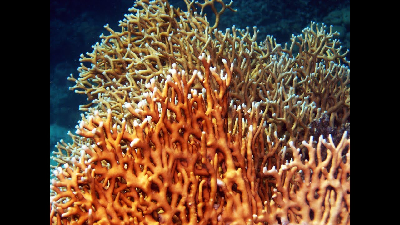 Dangerous Fire Coral - YouTube
