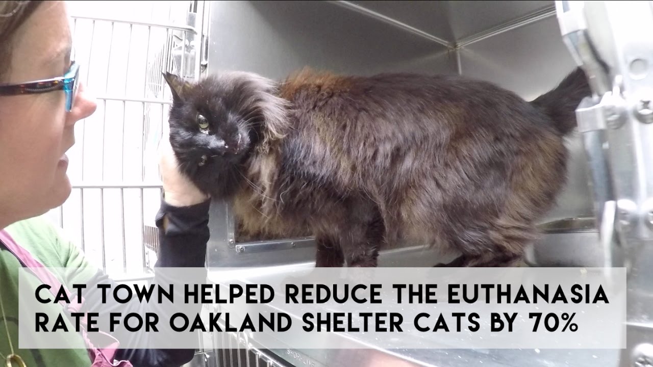 Join Team Cat Town to Save Oakland's Shelter Cats! - YouTube