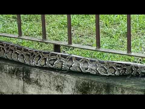 जो जो न हो Subansiri Hostel में 🐍 Python in IIT Guwahati Girls Hostel # ...