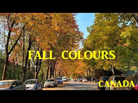 21. Fall colors in Edmonds, Burnaby, Metro Vancouver, Canada. - YouTube