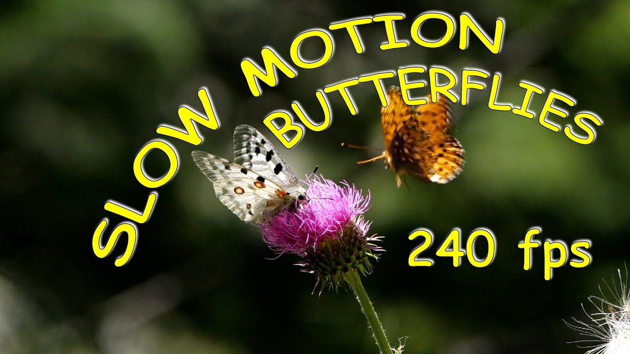 Slow Motion Butterflies at 240 fps - YouTube