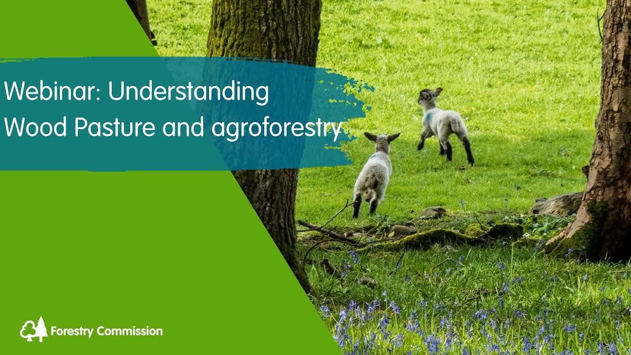 Webinar: Understanding Wood Pasture and Agroforestry - YouTube