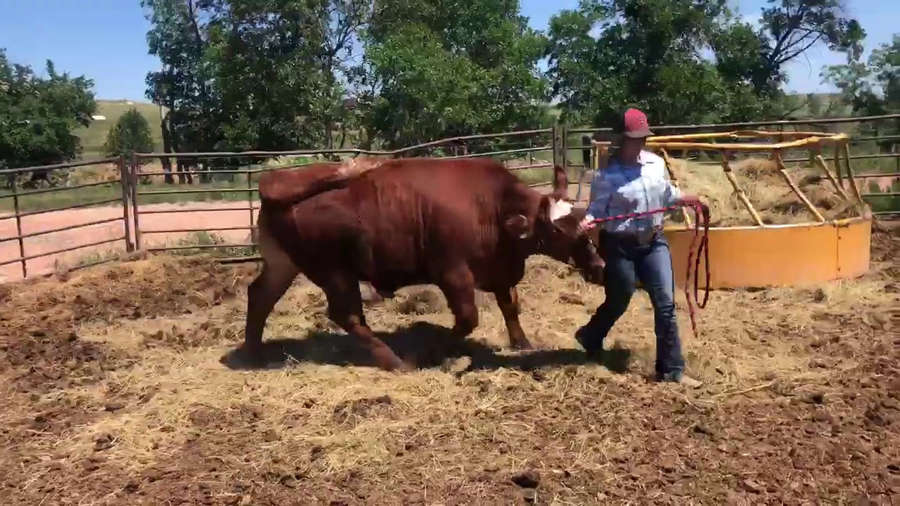 Shayan Hatter Steer Lot 134 - YouTube