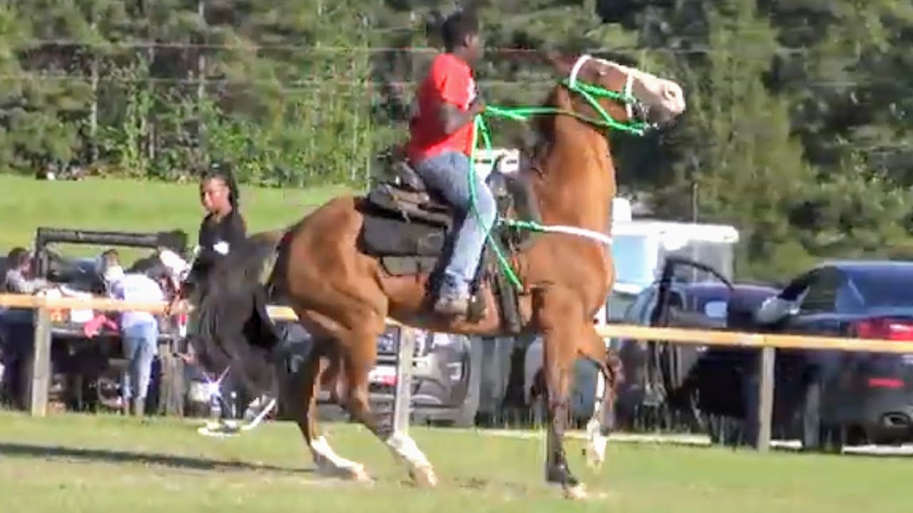 Best Mare Contest at Douglassville, Texas Horse Show - YouTube