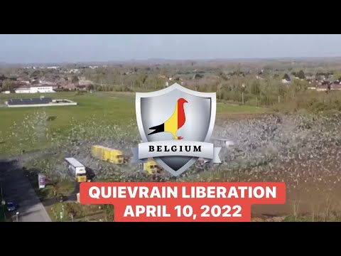 RACING PIGEON LIBERATION QUIEVRAIN, BELGIUM APRIL 10, 2022 - YouTube