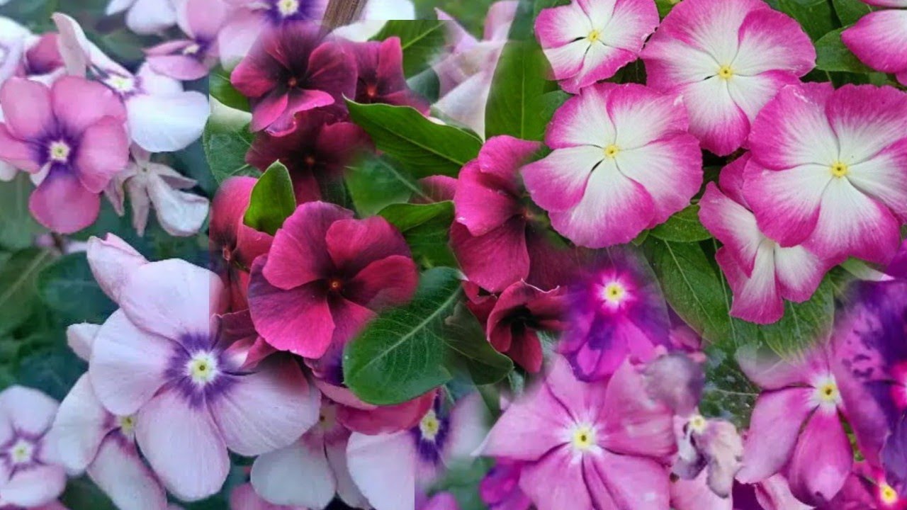MENGENAL JENIS-JENIS BUNGA VINCA IMPOR - YouTube