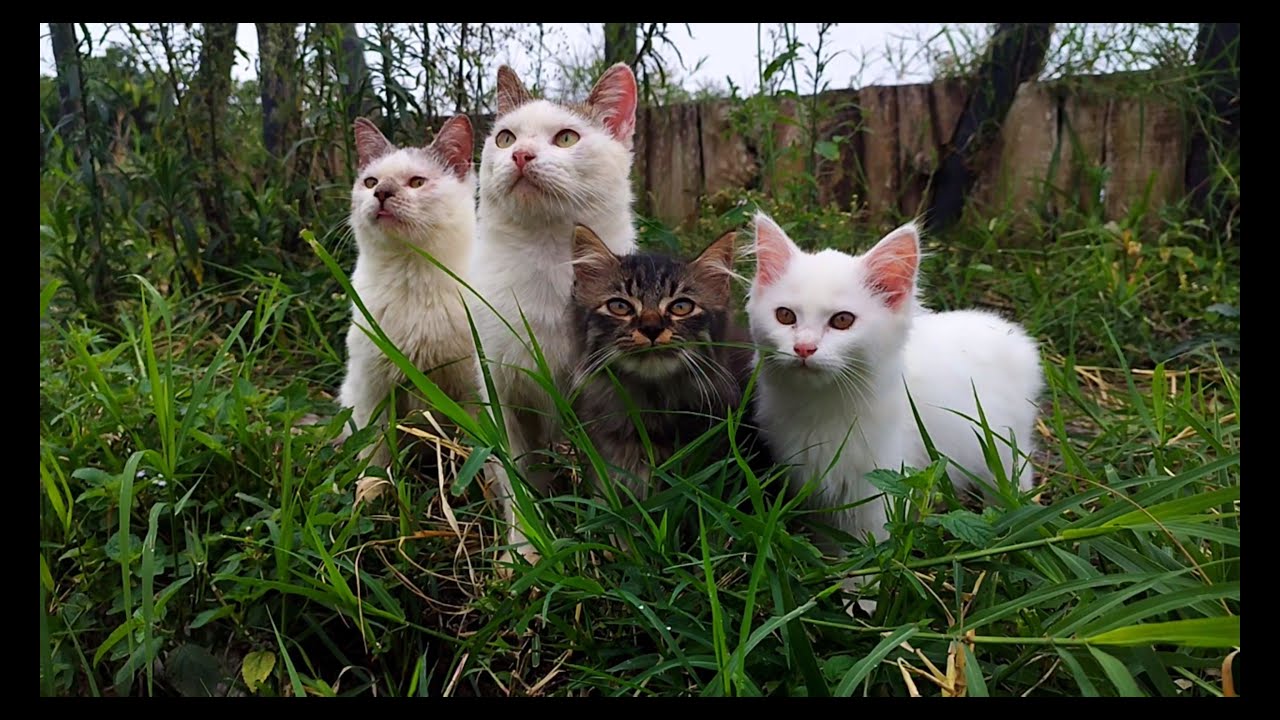 MIAW MIAW MIAW - Kitten cats funny - CAT MEOWING - TINY KITTEN - CAT ...