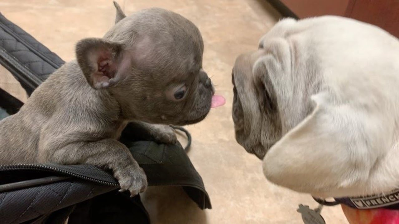 Rescue Tiny Frenchie Has Fluid in Brain But She Is So Feisty and Happy ...