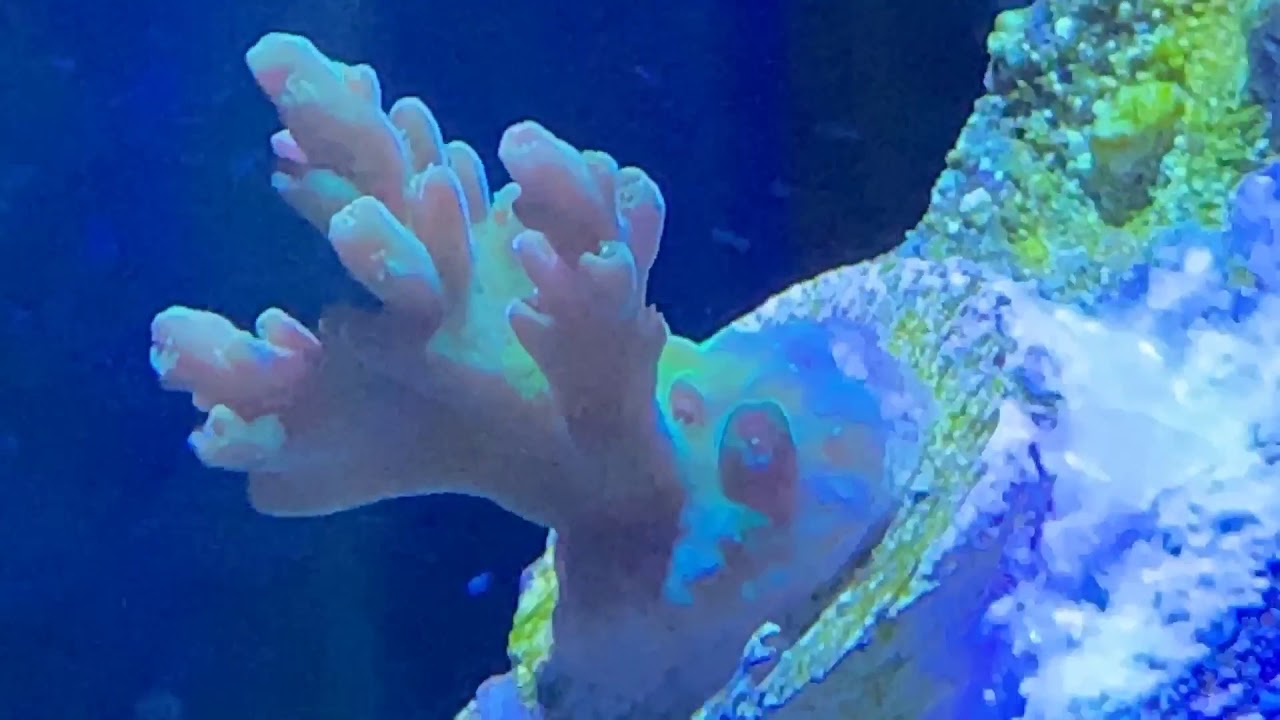 Leptastrea growth pattern. - YouTube