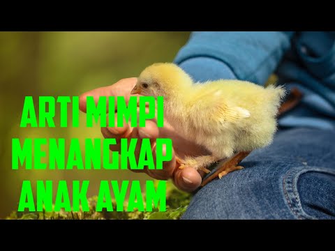 Arti Mimpi Menangkap Anak Ayam
