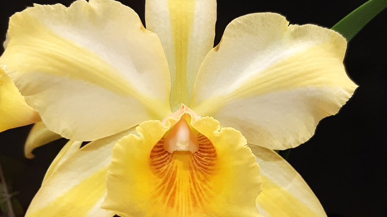 Caco Orchids maicon machado está ao vivo! - YouTube