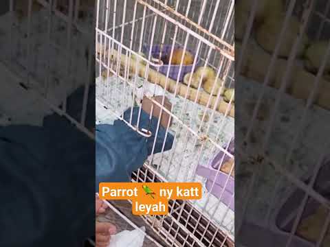 Parrot 🦜 ny katt leya #villagelife #asad #asadbaloch #vlog #asadvlogs #viral #trend #funny #village