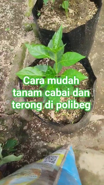 cara mudah tanam cabai dn terong di pekarangan - YouTube