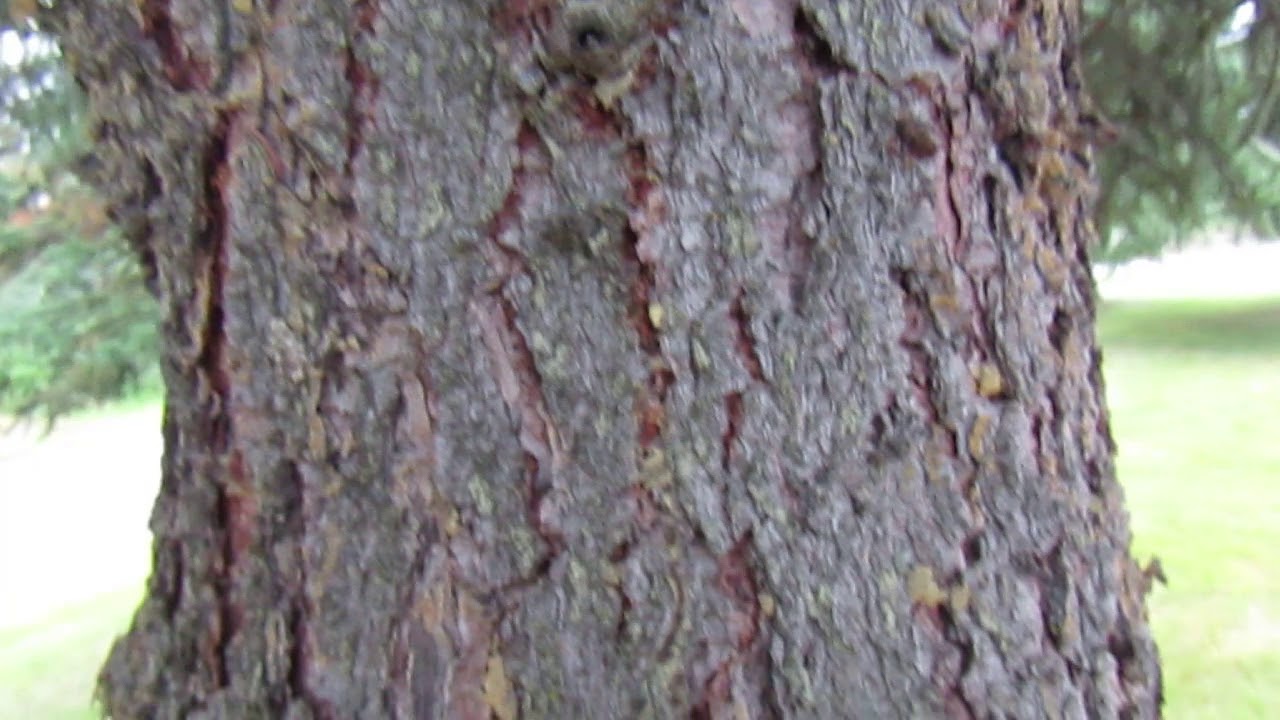 Alaskan Moth Attacks Camera - YouTube