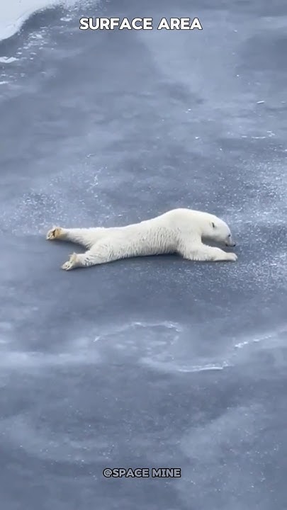 TITLE -Amazing Polar Bear Adaptability - YouTube